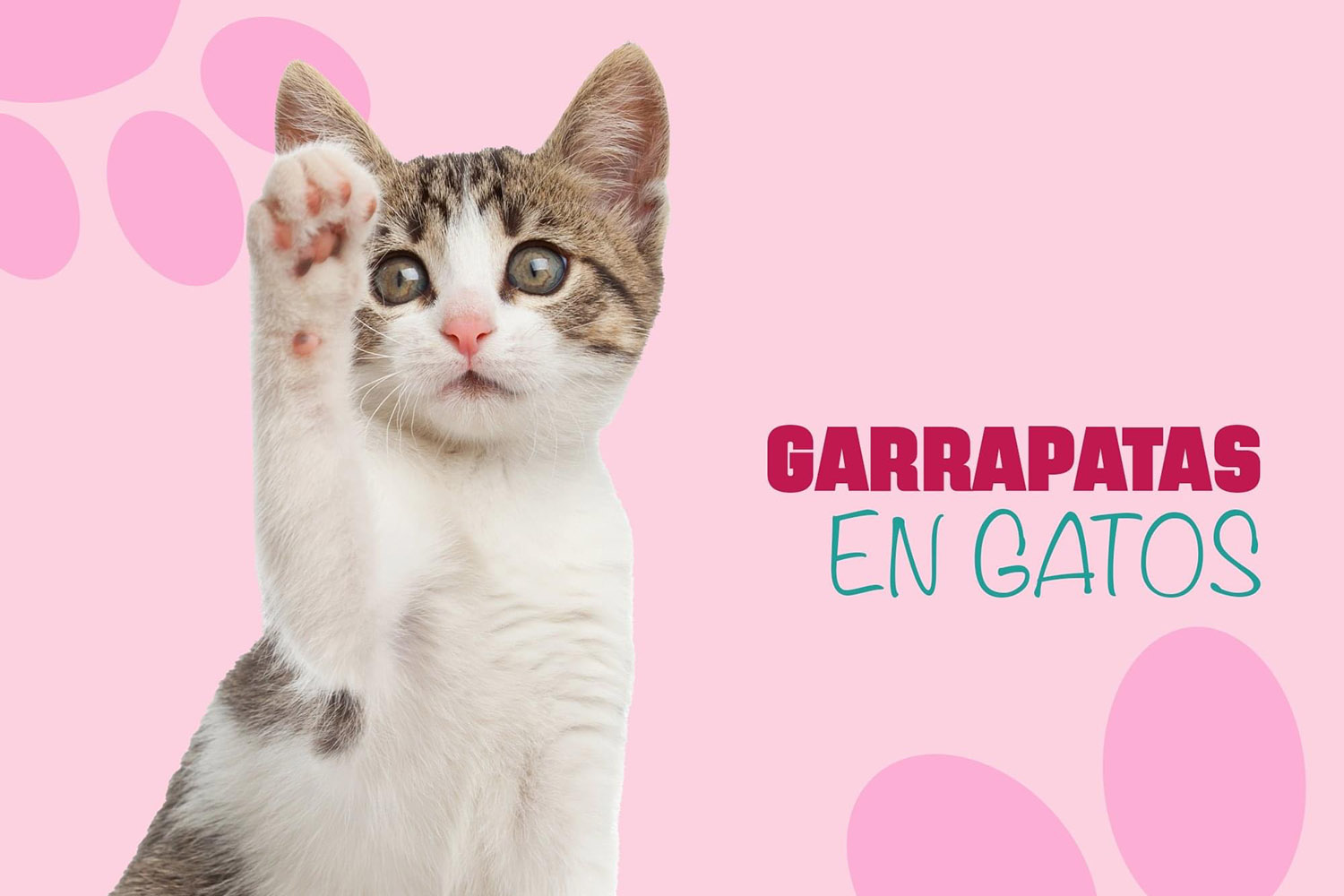 Garrapas en gatos – Clínica Veterinaria Roig
