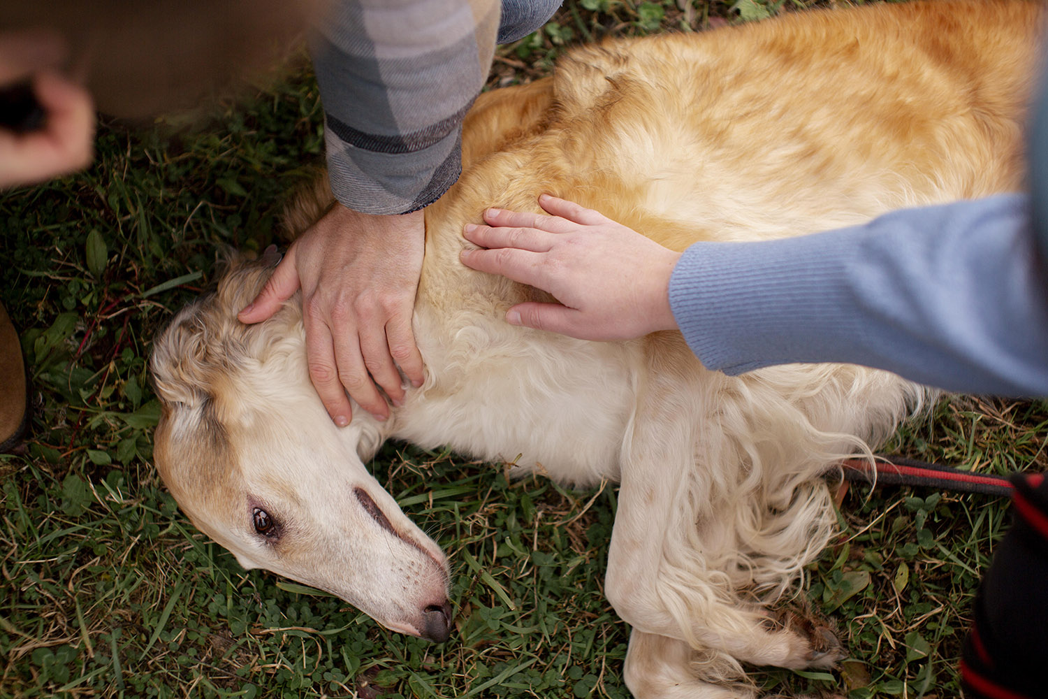 Epilepsia en perros – Clínica Veterinaria Roig